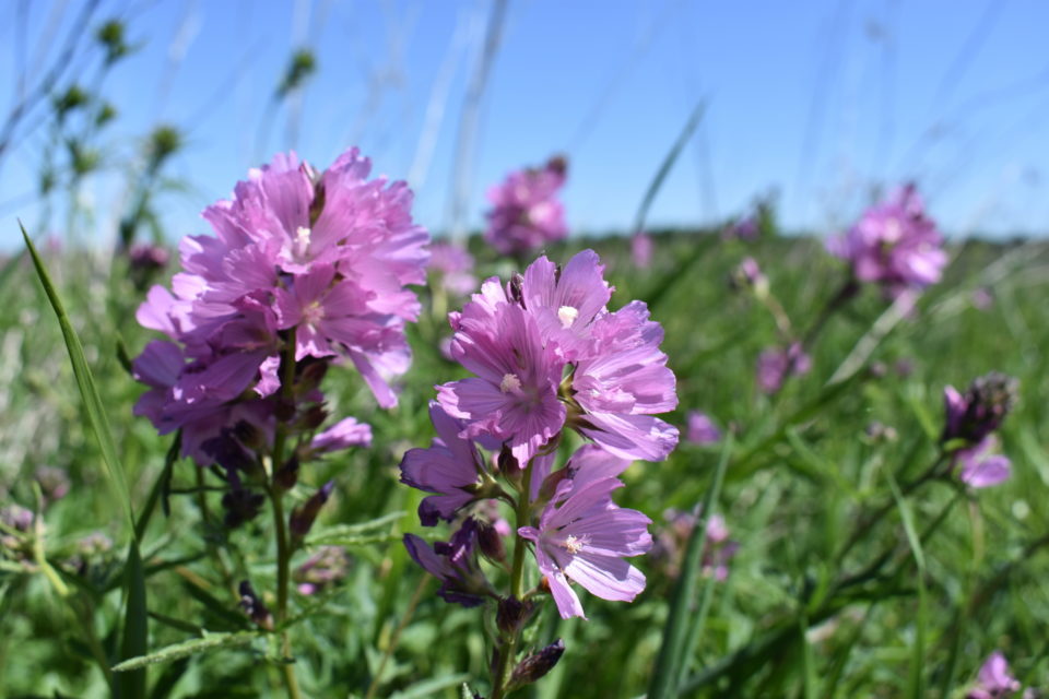 Tualatin River Watershed Navigator | Plant Native Plants